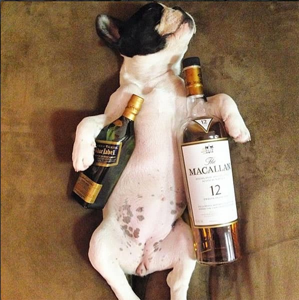 Rich Dogs of Instagram | Spoiled Dog Pictures