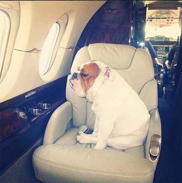 Rich Dogs of Instagram | Spoiled Dog Pictures