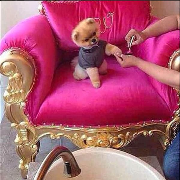 Rich Dogs of Instagram | Spoiled Dog Pictures