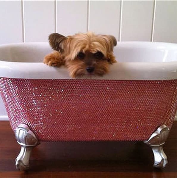 Rich Dogs of Instagram | Spoiled Dog Pictures