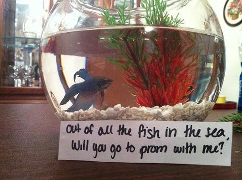 How to Ask a Girl to Prom | Creative, Cute Ways to Invite Someone to Prom