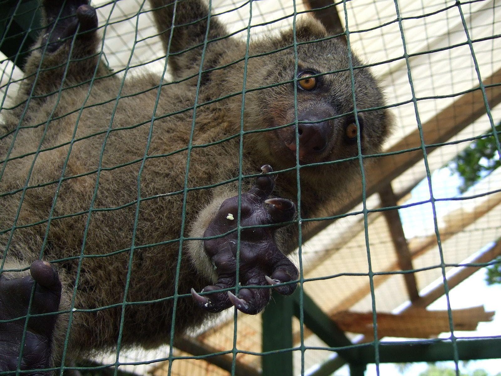 Zoo Secrets | Are Zoos Good or Bad