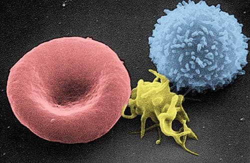 Microscope Pictures | Cool Microscopic Images