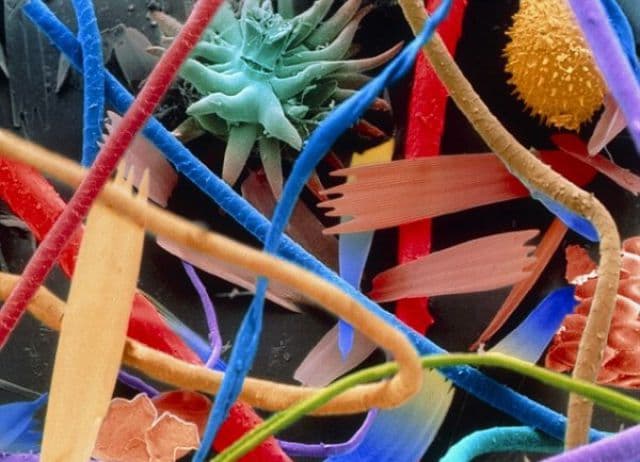 Microscope Pictures | Cool Microscopic Images