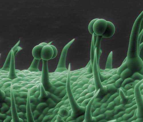 Microscope Pictures | Cool Microscopic Images