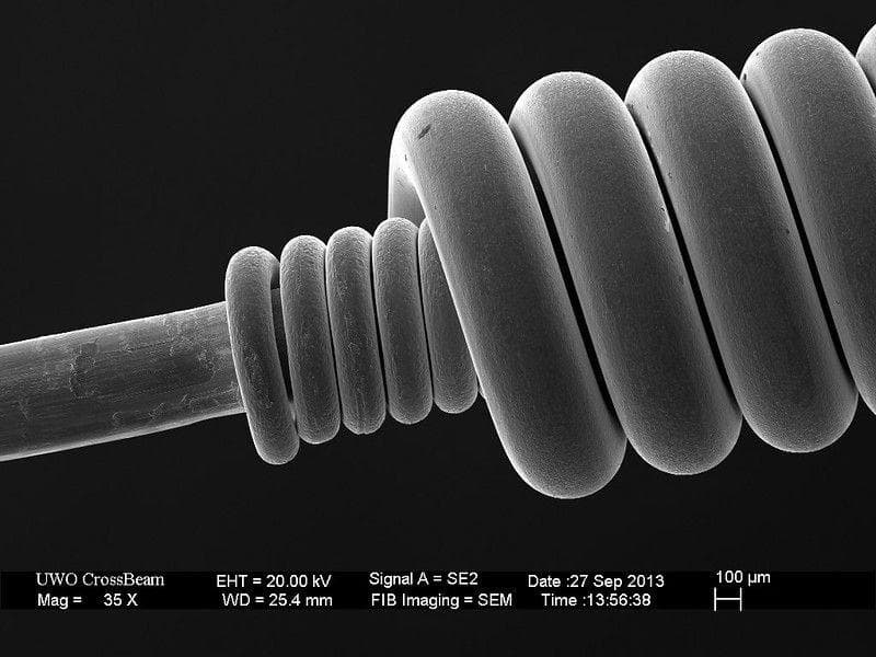 Microscope Pictures | Cool Microscopic Images