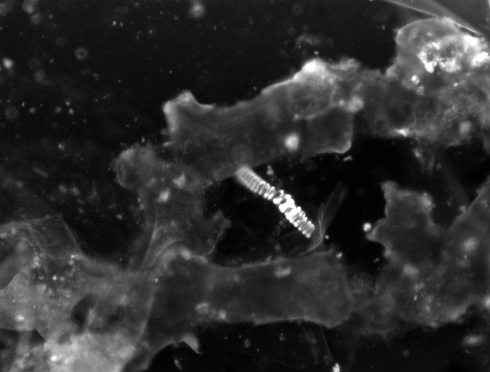 Microscope Pictures | Cool Microscopic Images