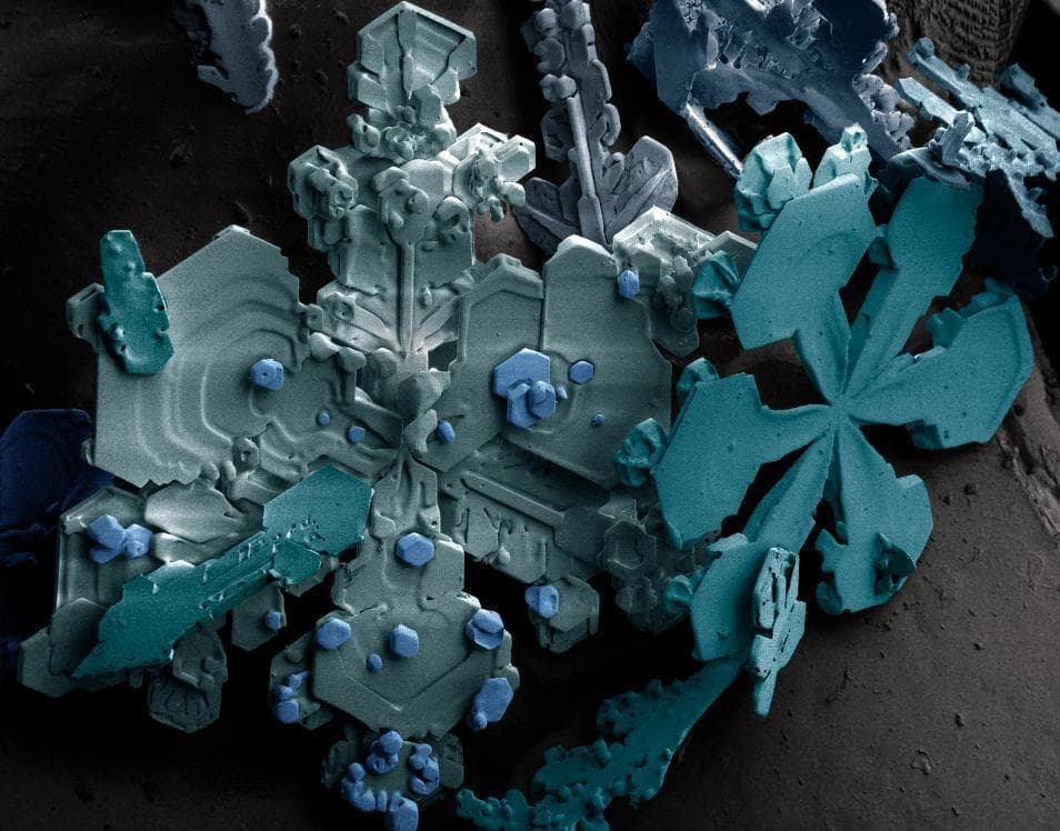 Microscope Pictures | Cool Microscopic Images