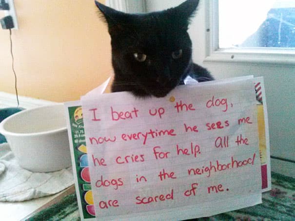 20 Hilarious Cat Shaming Pictures of Guilty Kitties