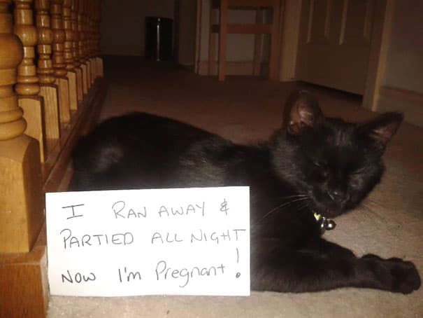 20 Hilarious Cat Shaming Pictures of Guilty Kitties
