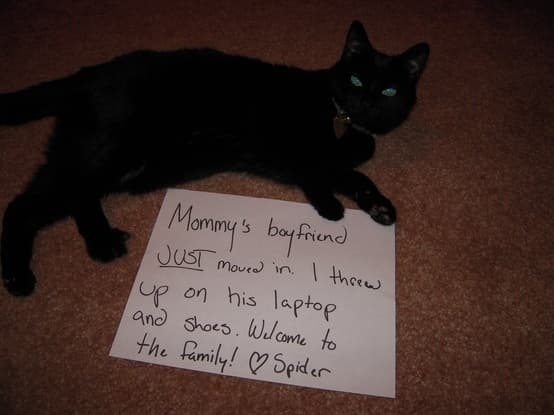20 Hilarious Cat Shaming Pictures of Guilty Kitties