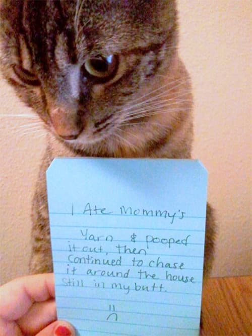 41 Hilarious Cat Shaming Pictures of Guilty Kitties