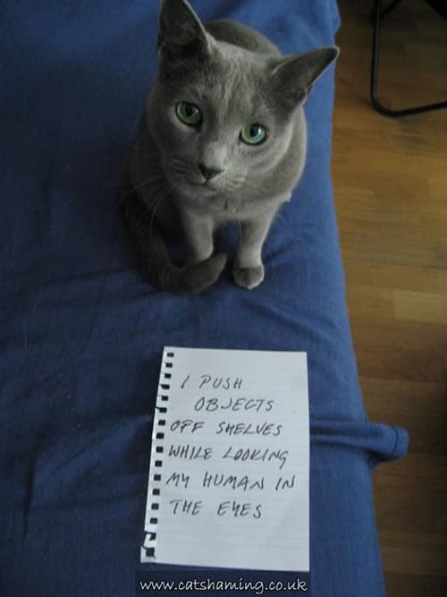 41 Hilarious Cat Shaming Pictures of Guilty Kitties