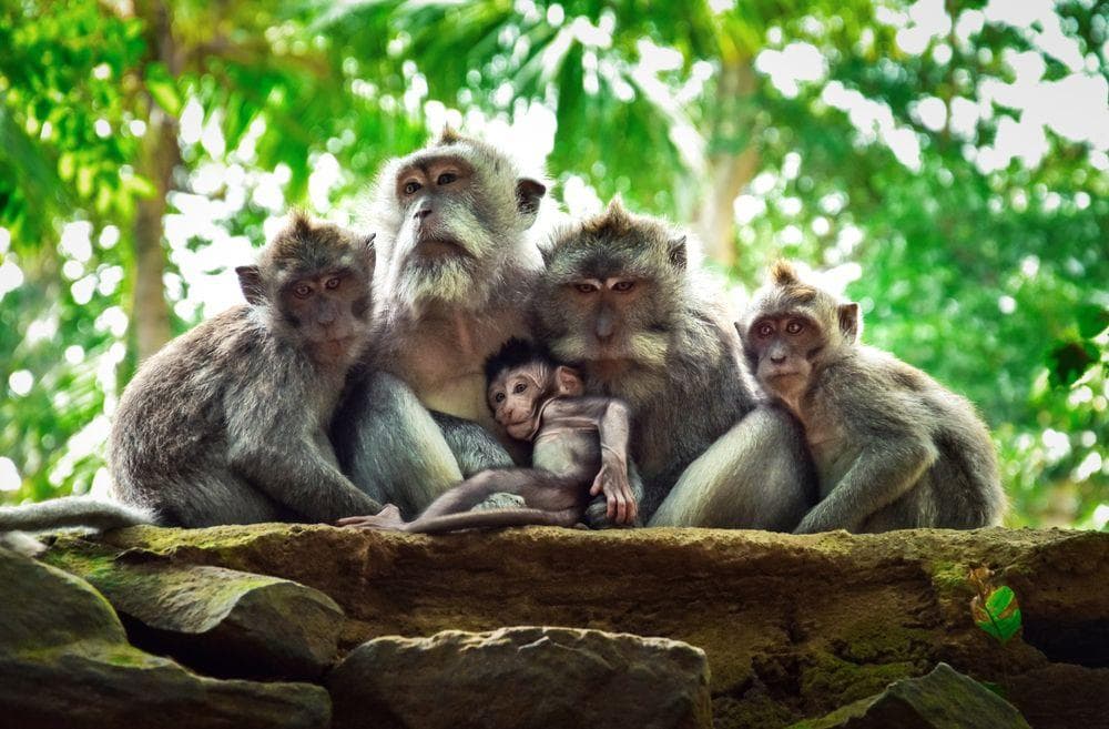 Animal Family Photos | Cute Pictures of Groups of Animals