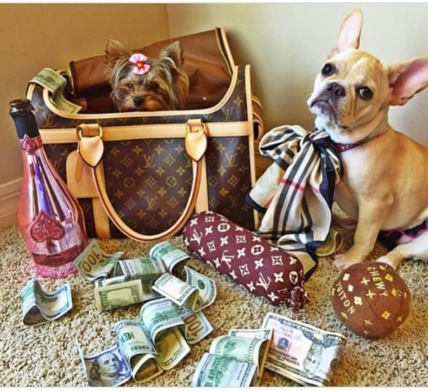 Rich Dogs of Instagram | Spoiled Dog Pictures