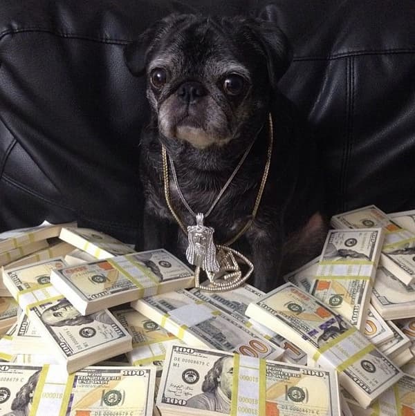 Rich Dogs of Instagram | Spoiled Dog Pictures
