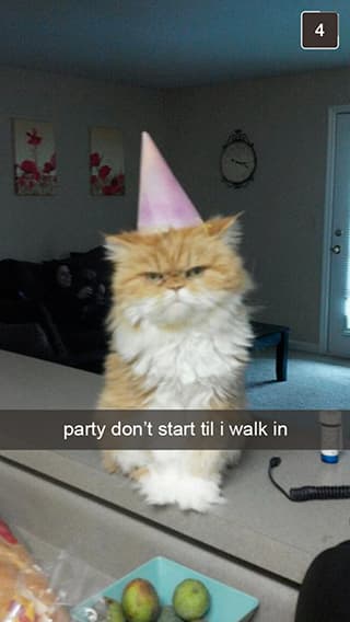 Random Snapchats from Your Cat | Best Random Tools