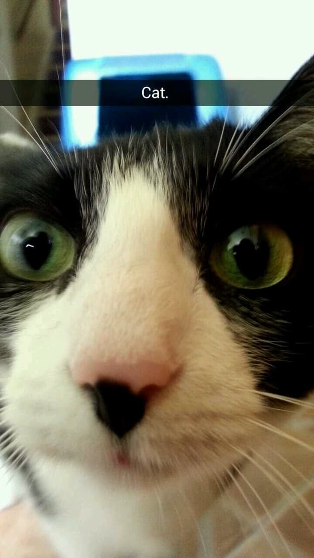 Random Snapchats from Your Cat | Best Random Tools