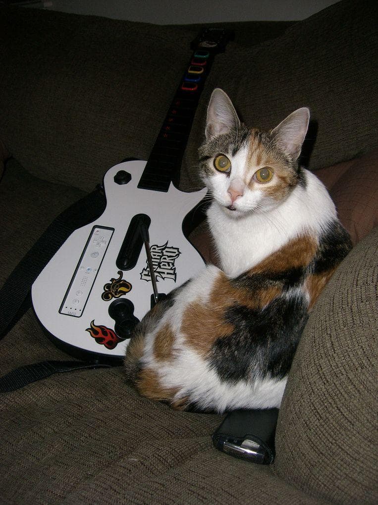 Cat Puns | Funny Cat Name Puns