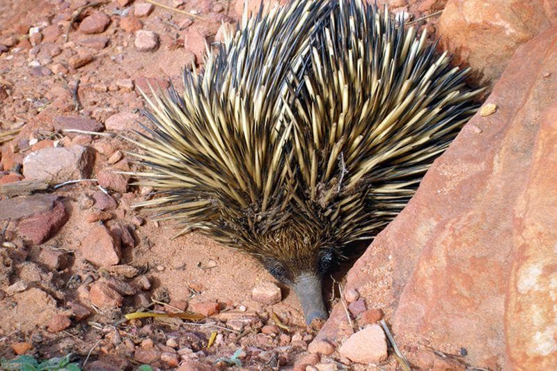 Echidna Facts & Trivia