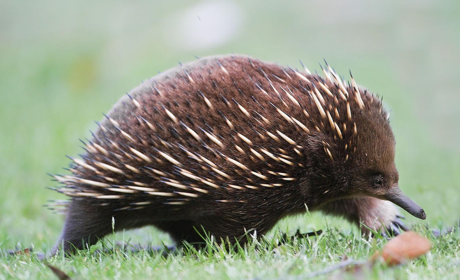 Echidna Facts & Trivia
