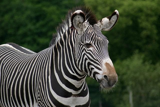 Funniest Baseball Jokes | Funny Joke List for Baseball Players