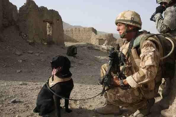 Military Animals | Dogs & Pets in U.S. Army