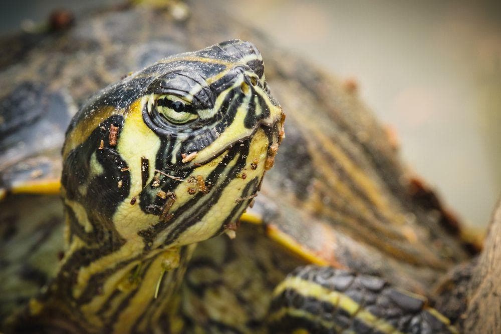 Mad Turtle Photos | Pics of Angry & Annoyed Turtles