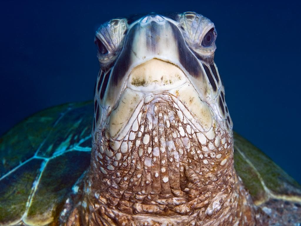 Mad Turtle Photos | Pics of Angry & Annoyed Turtles