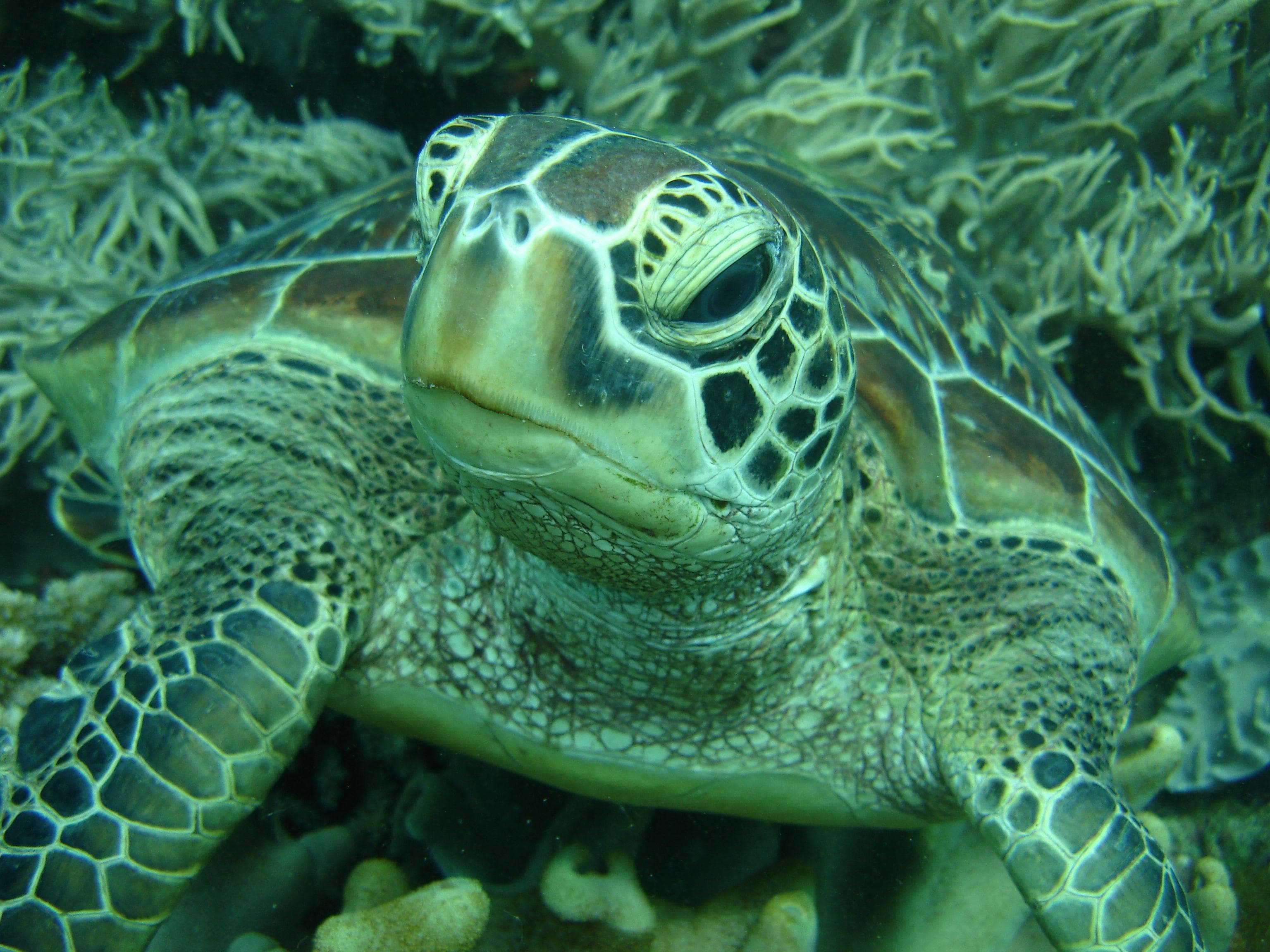 Mad Turtle Photos | Pics of Angry & Annoyed Turtles