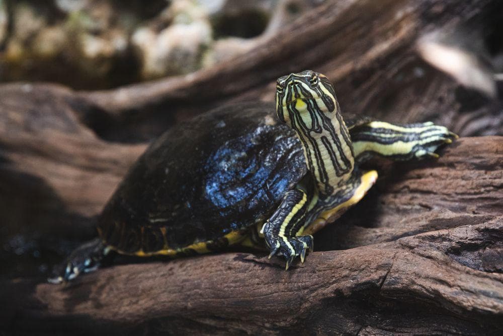 Mad Turtle Photos | Pics of Angry & Annoyed Turtles