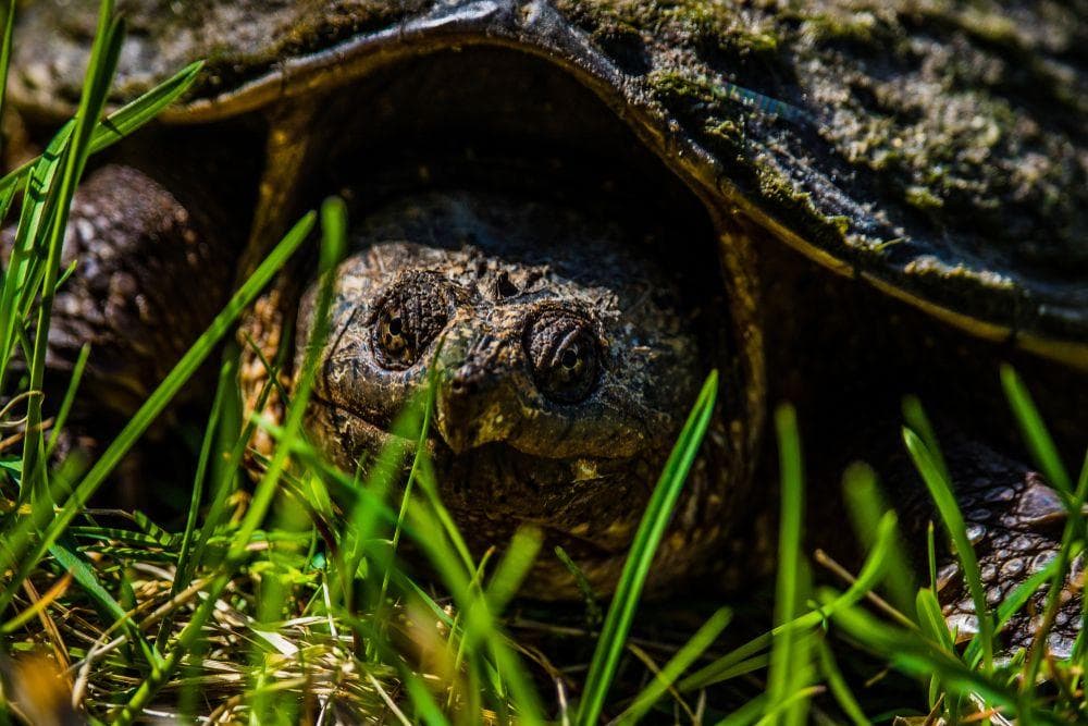 Mad Turtle Photos | Pics of Angry & Annoyed Turtles