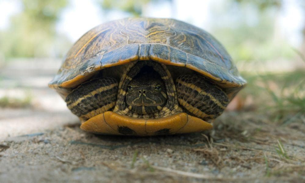 Mad Turtle Photos | Pics of Angry & Annoyed Turtles