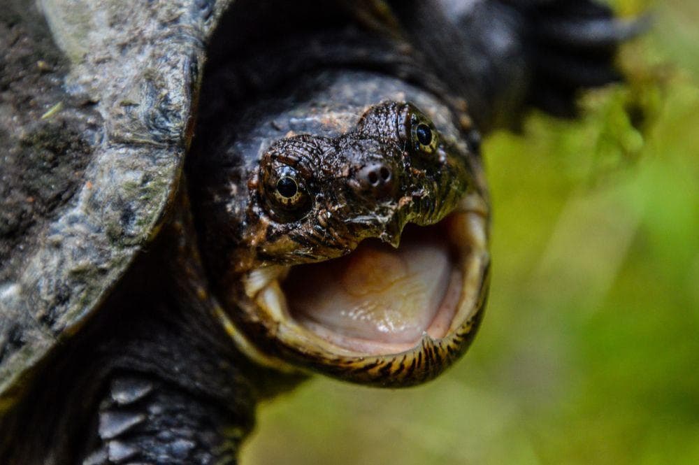 Mad Turtle Photos | Pics of Angry & Annoyed Turtles