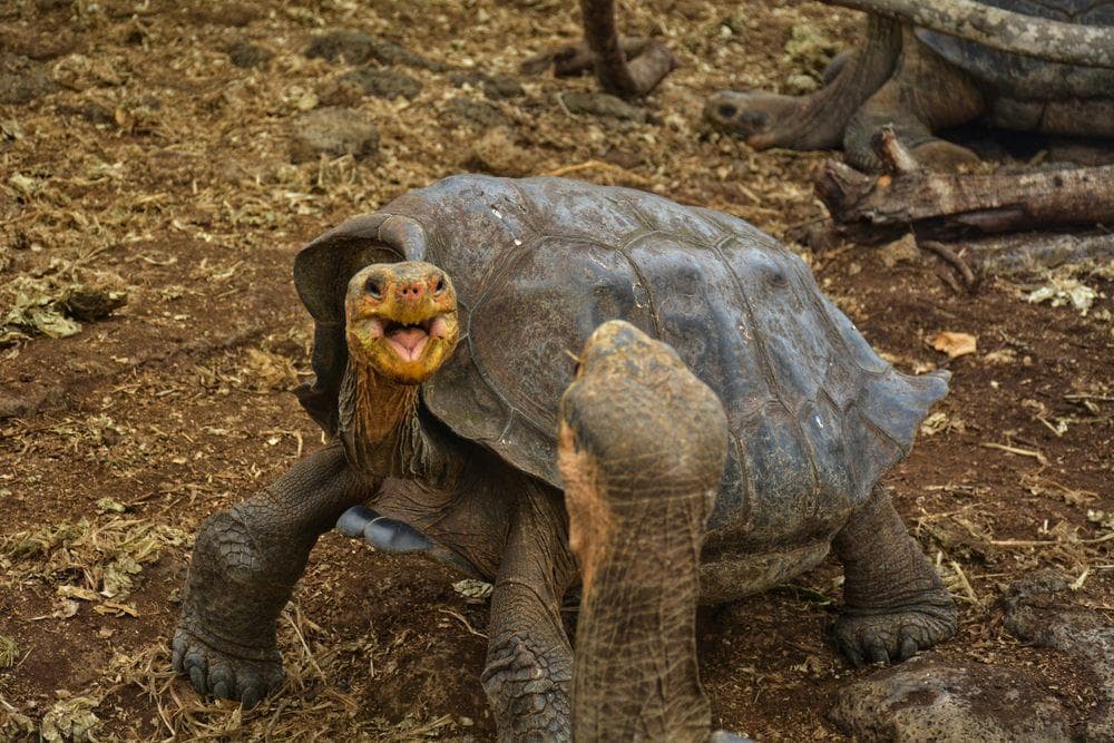 Mad Turtle Photos | Pics of Angry & Annoyed Turtles