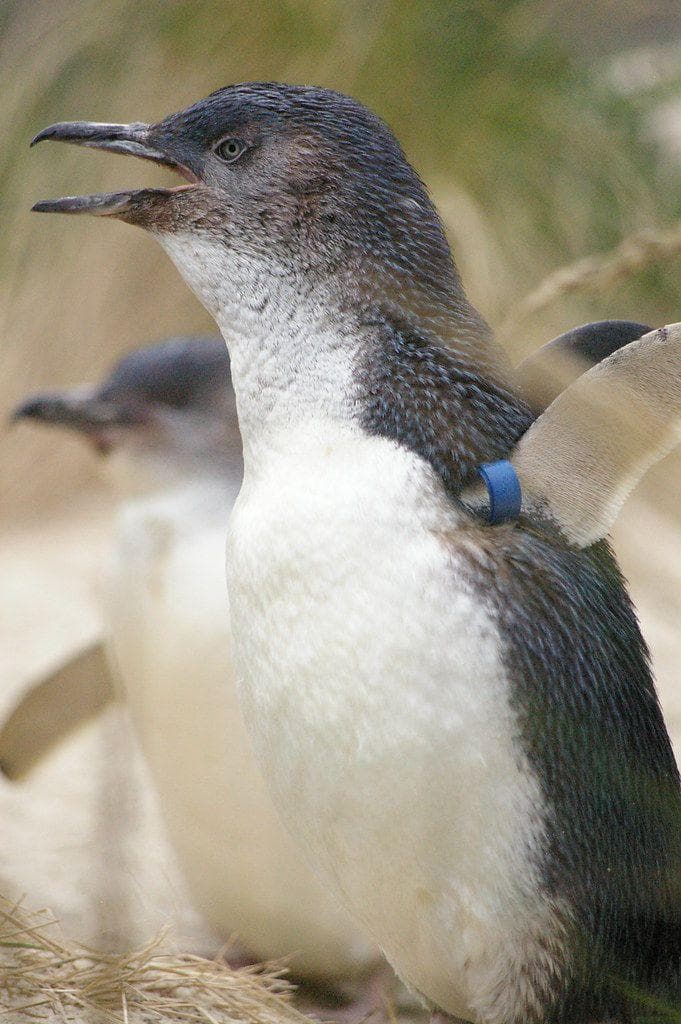 Weird Political Parties | List of Funny Political Parties