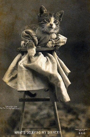 Historic Pictures of Cats | Cats in History