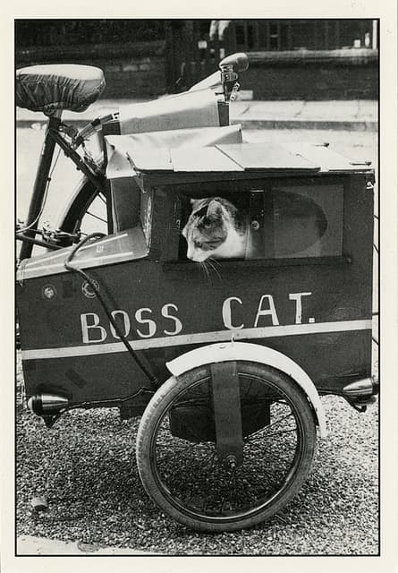 Historic Pictures of Cats | Cats in History