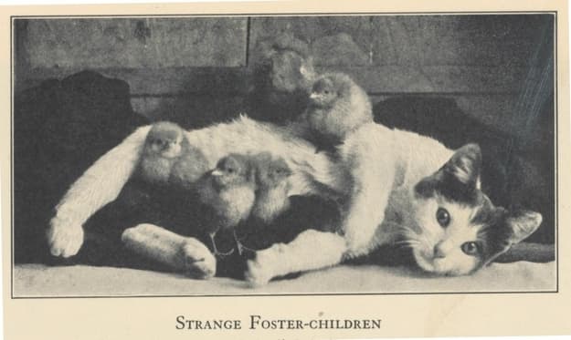 Historic Pictures of Cats | Cats in History