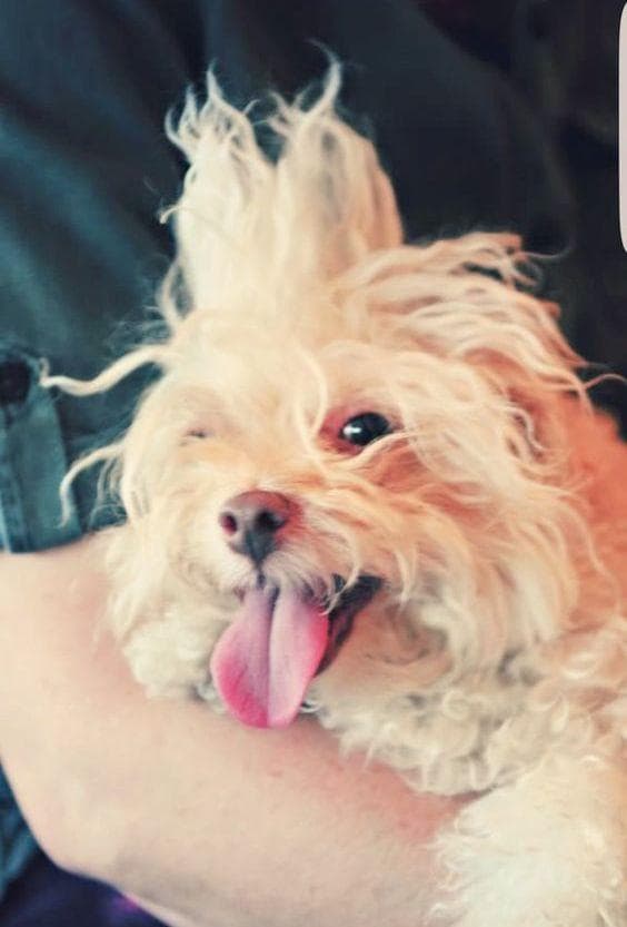 Dogs So Ugly They Are Cute | World's Ugliest Dog Contest