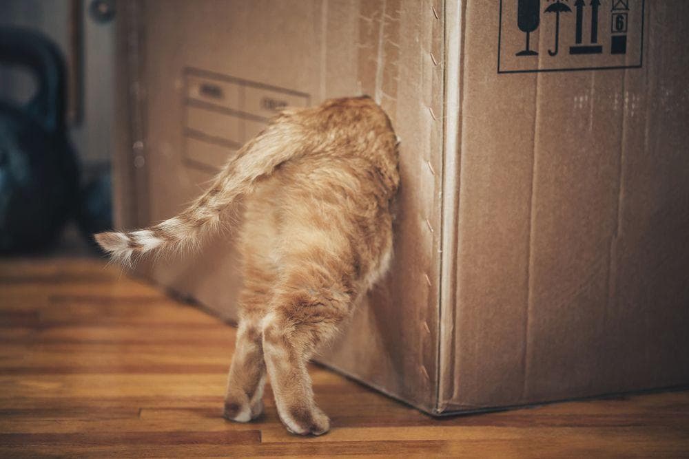 Things Cats Love | Cat Toys from Everyday Objects