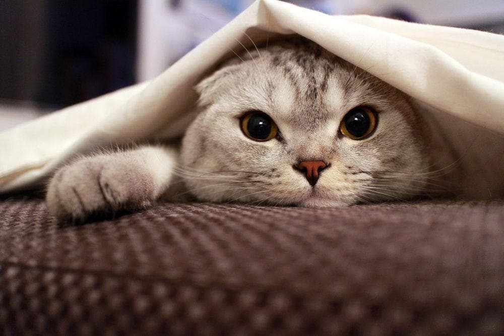 Things Cats Love | Cat Toys from Everyday Objects