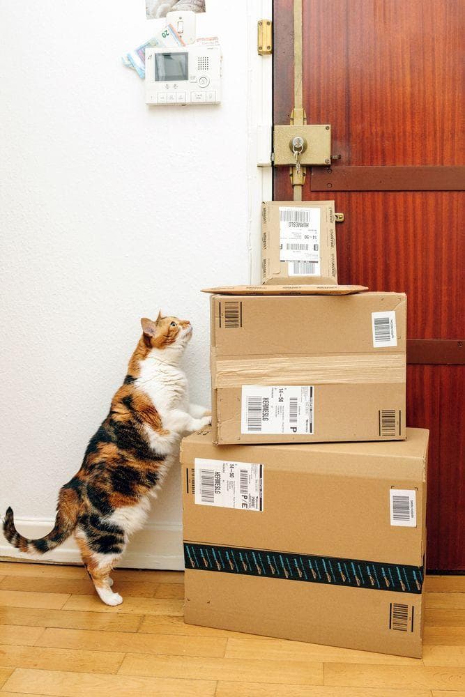 Things Cats Love | Cat Toys from Everyday Objects