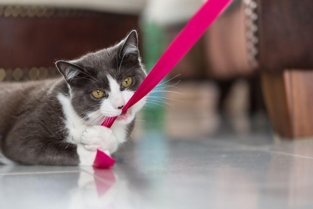 Things Cats Love | Cat Toys from Everyday Objects