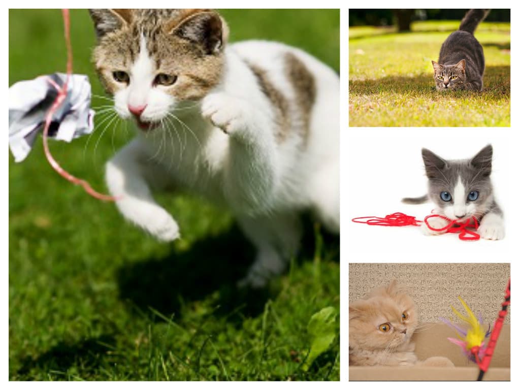 Things Cats Love | Cat Toys from Everyday Objects