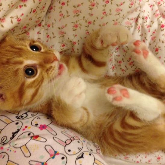 Best Cat Subreddits | Cats on Reddit