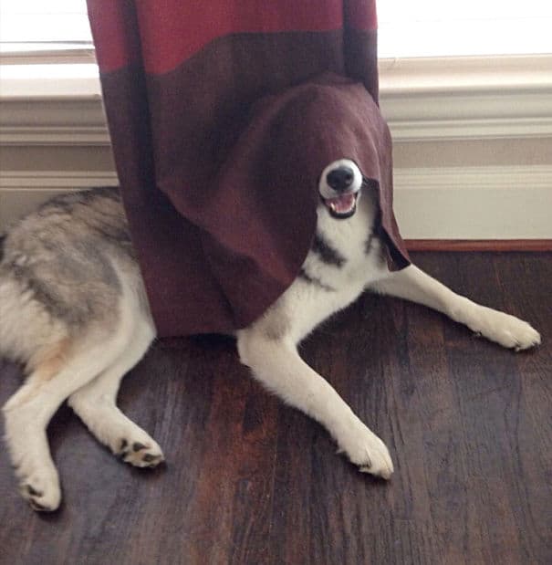 Dogs Trying to Hide | Funny Dog Hiding Pictures