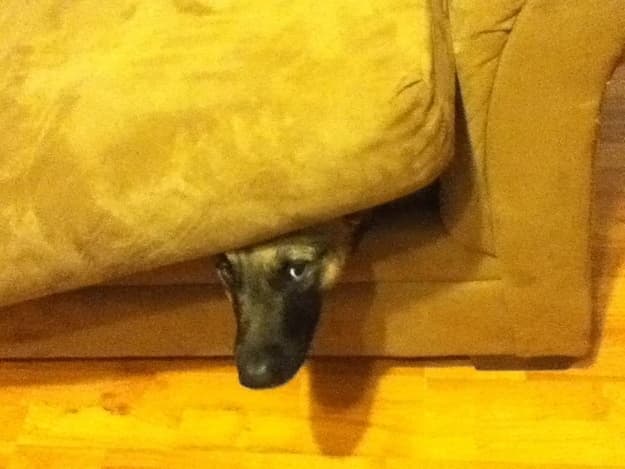 Dogs Trying to Hide | Funny Dog Hiding Pictures