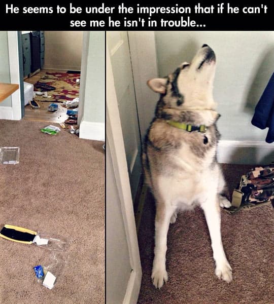 Dogs Trying to Hide | Funny Dog Hiding Pictures