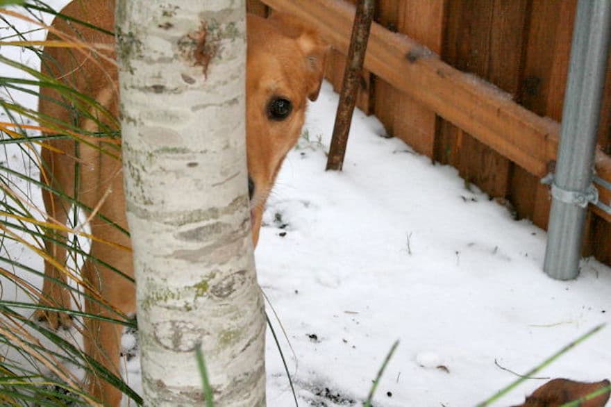 Dogs Trying to Hide | Funny Dog Hiding Pictures